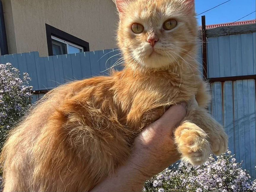 Рыжей кошечке котёнку нужен дом