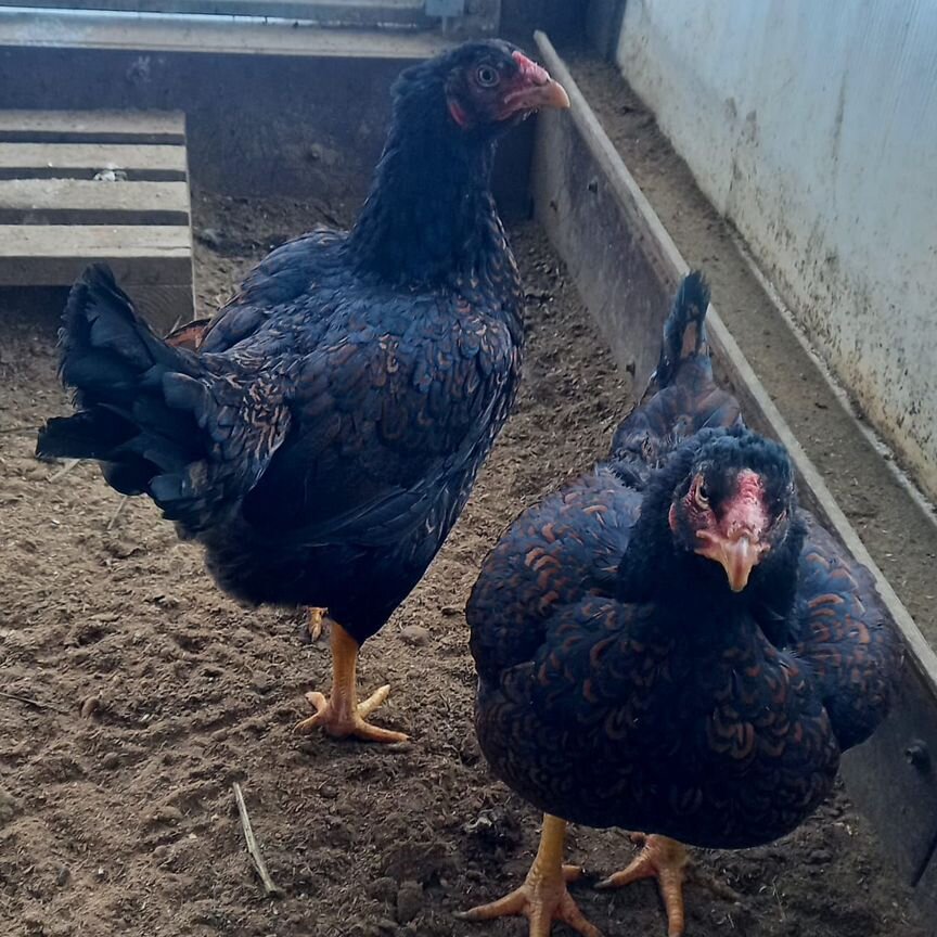 Корниш куры