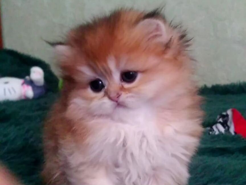 Британские котята