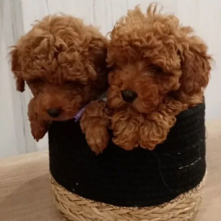 Пудель, щенок