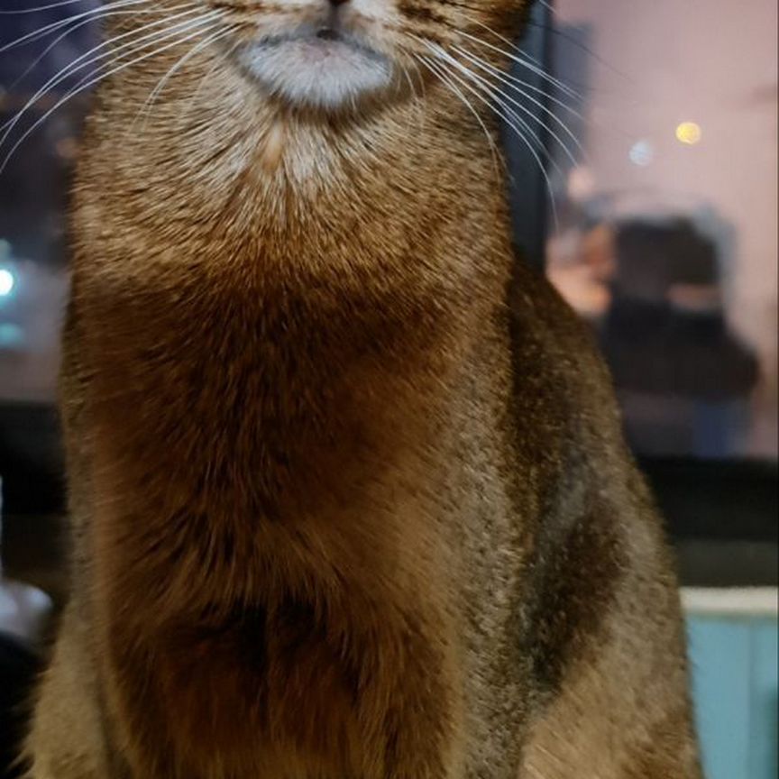 Абиссинская кошка