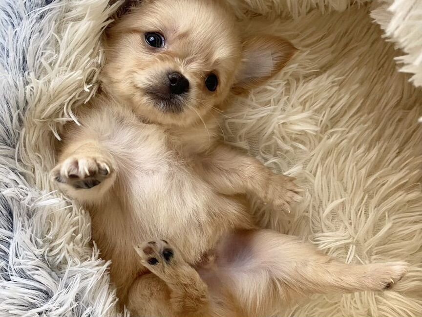 Щенки мини чихуахуа