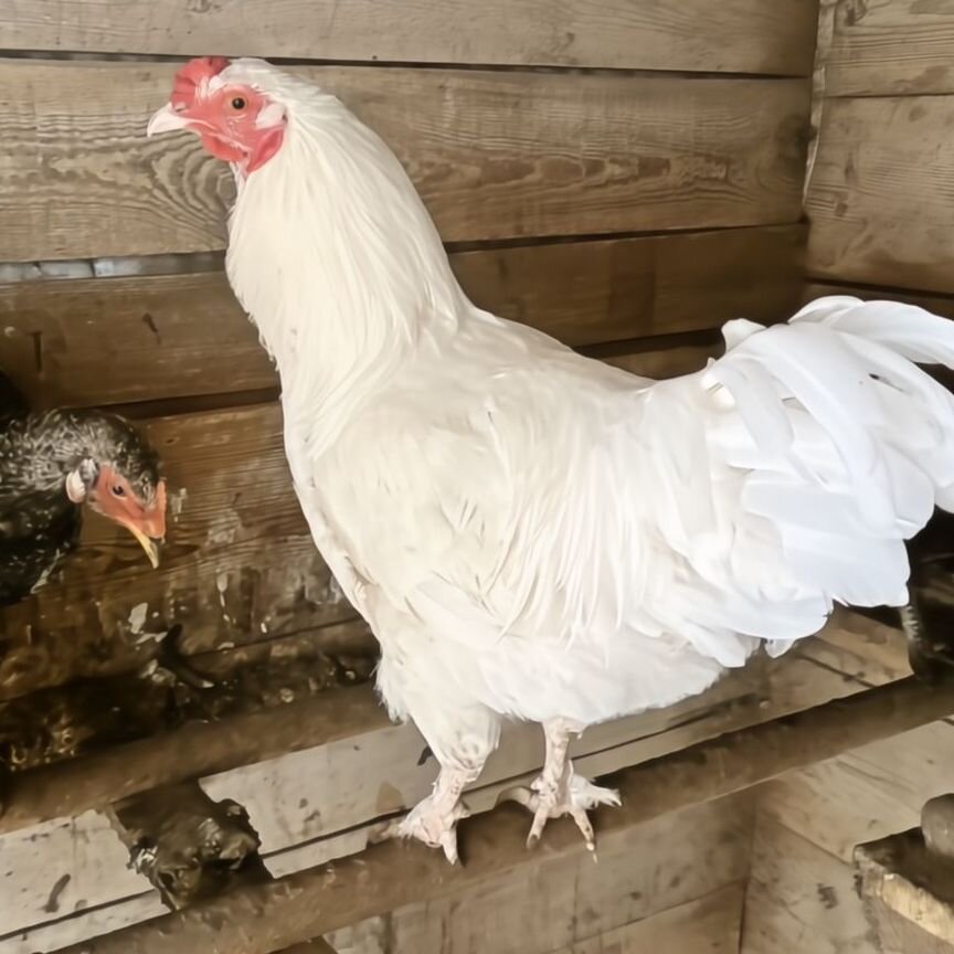 Молодые петухи