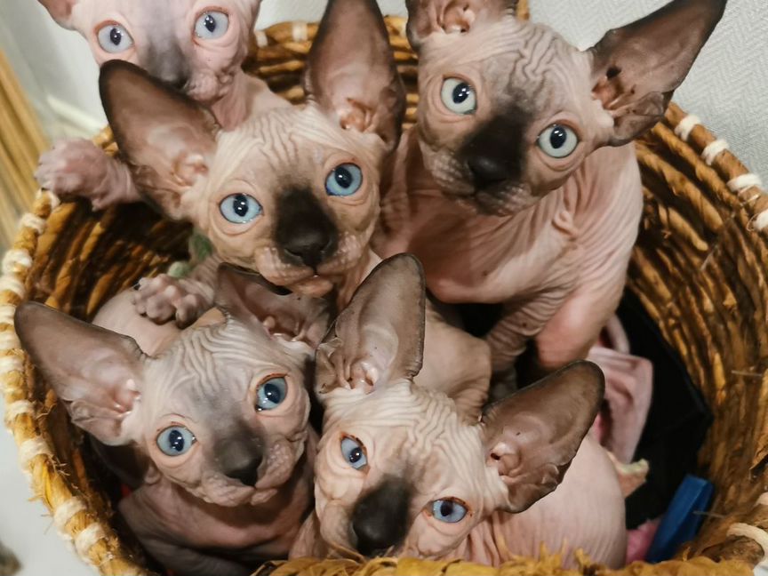Канадский сфинкс котята