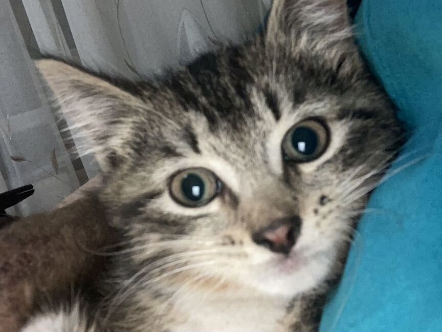 Отлам котенка и 500К впридачу