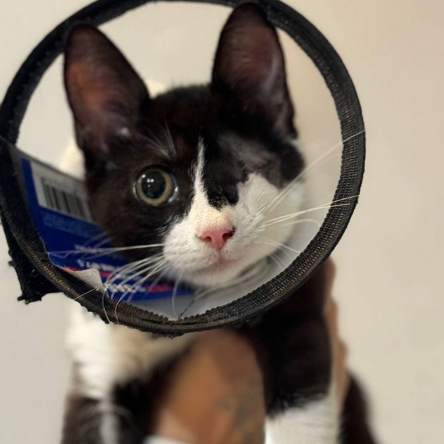 Котенок в добрые руки