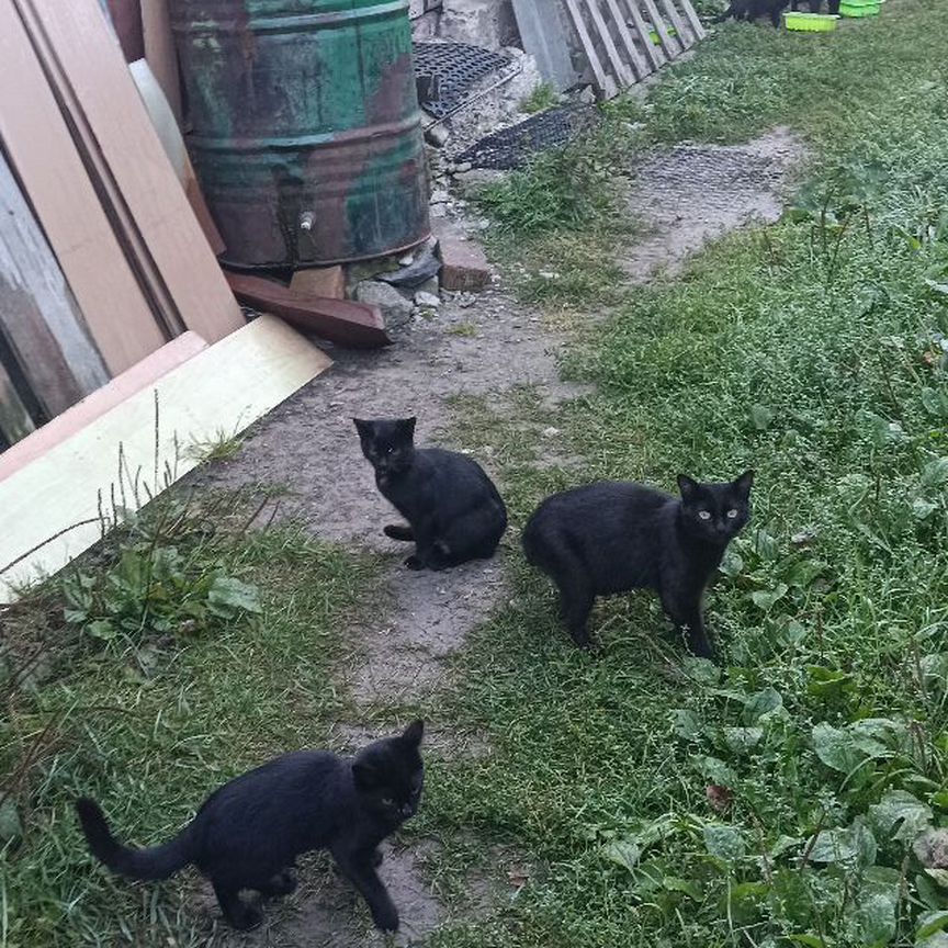 Котята в добрые руки