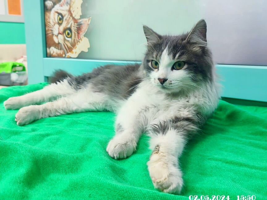 Котенок Роман, был найден на улице Романтиков