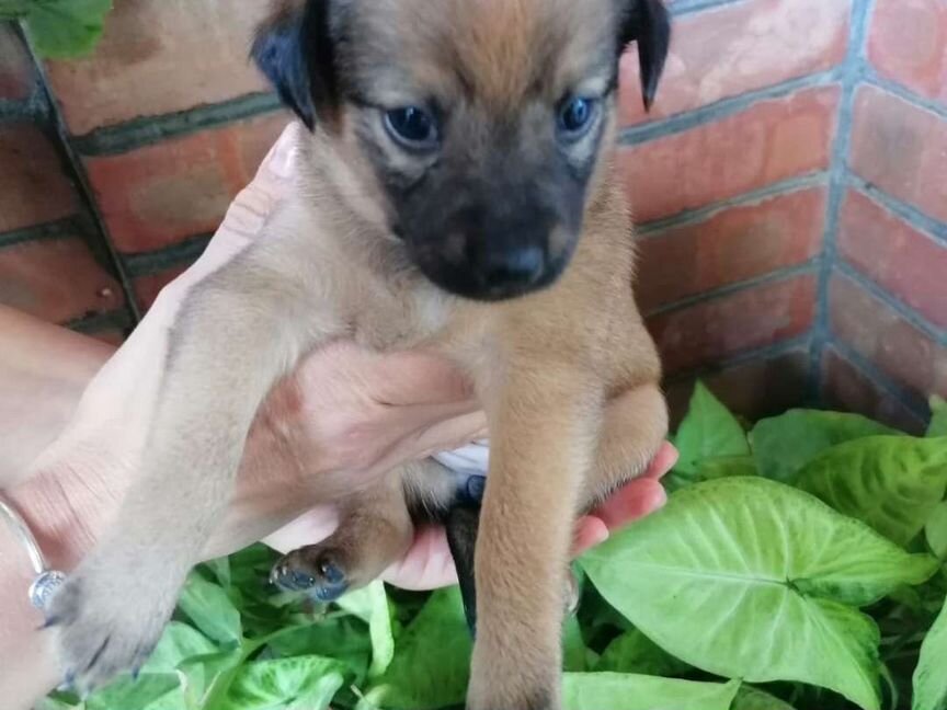 Эта собачка привносит в дом счастье и достаток