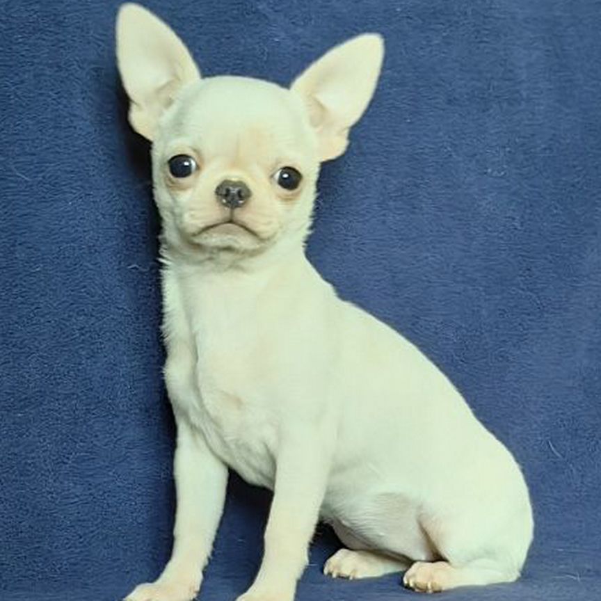 Чихуахуа, щенок