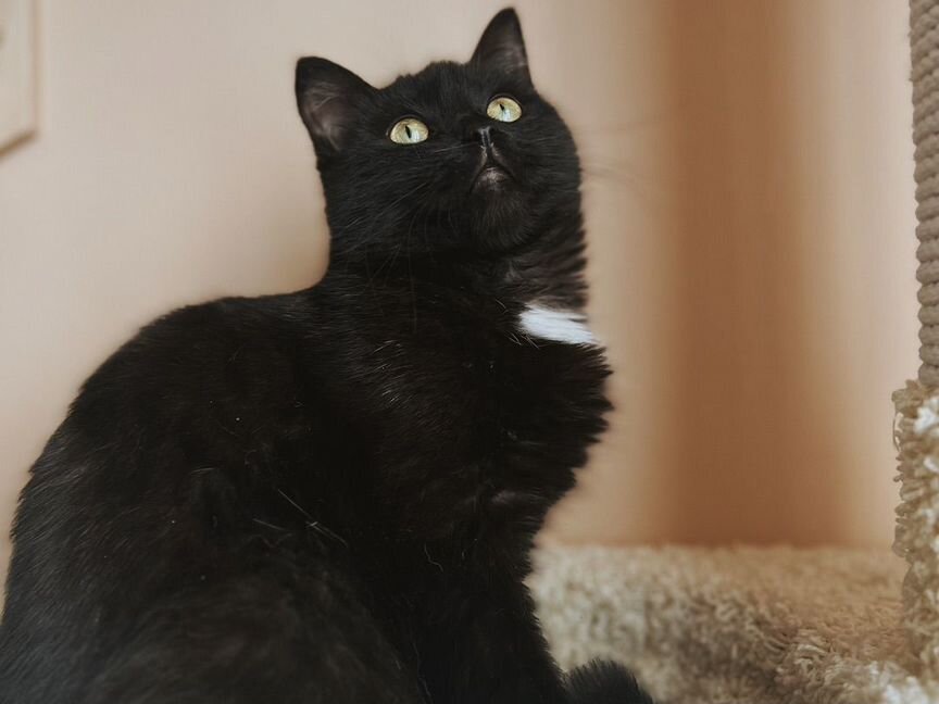 Бакс ищет дом