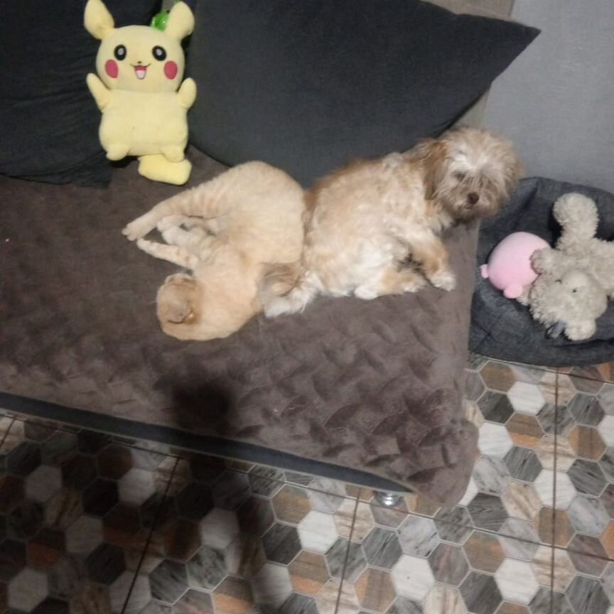 Мальтипу f1 мальчик