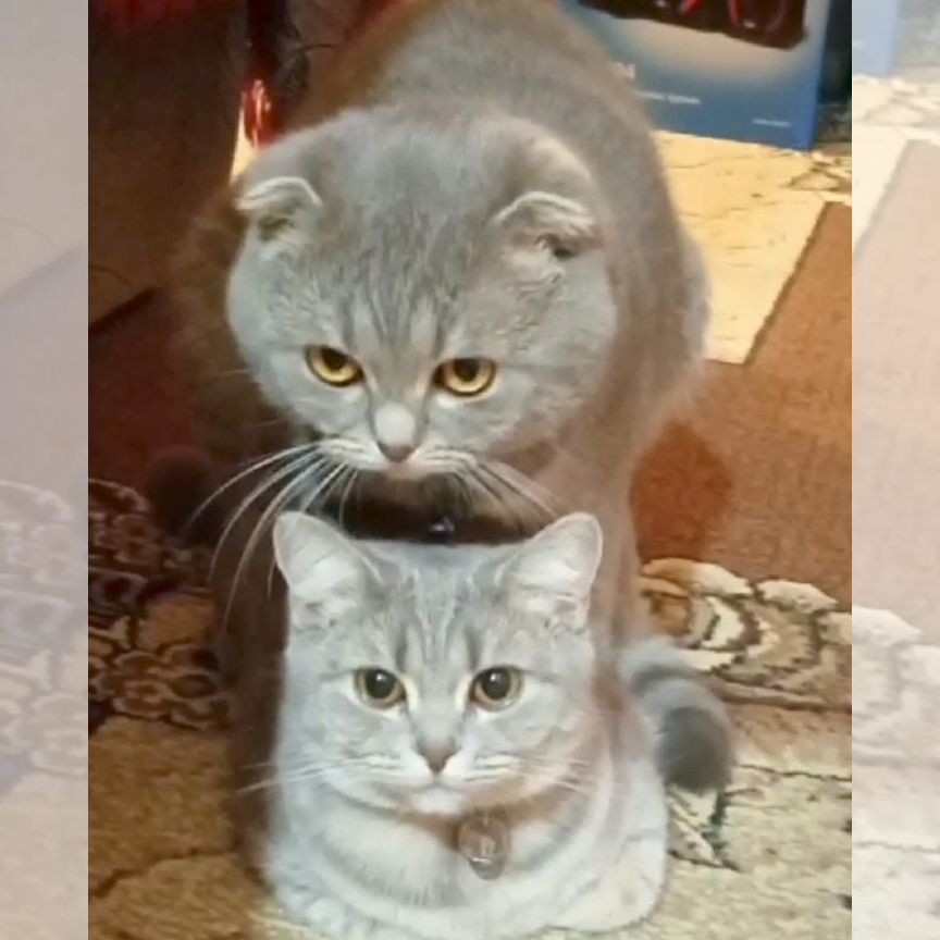 Британские котята