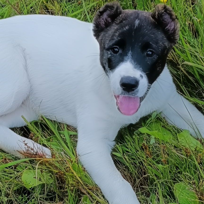 Среднеазиатская овчарка, щенок