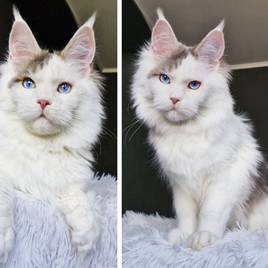 Гoлyбкa котенок мейн кун