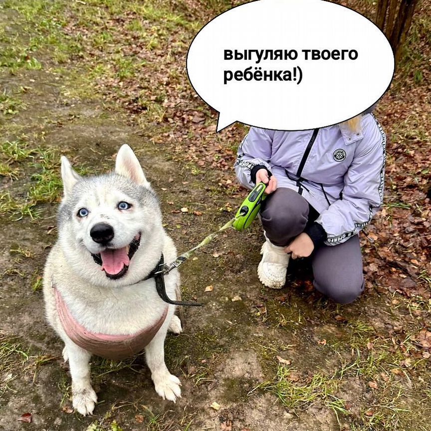 Сибирский хаски, взрослая собака