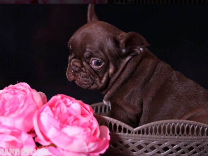 Щоколадная красотка французский бульдог