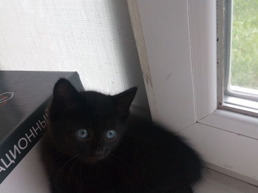 Черный котенок в добрые руки
