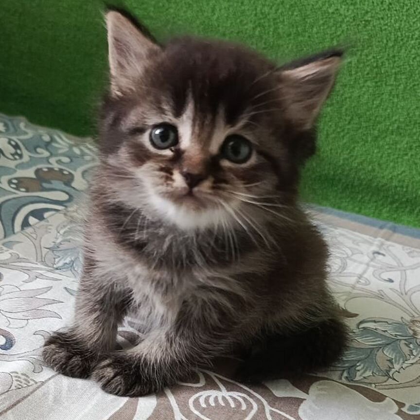 Британский котёнок