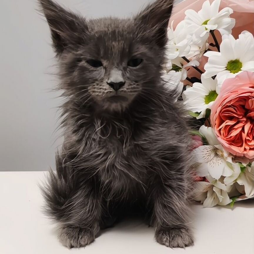 Мейн-кун котёнок