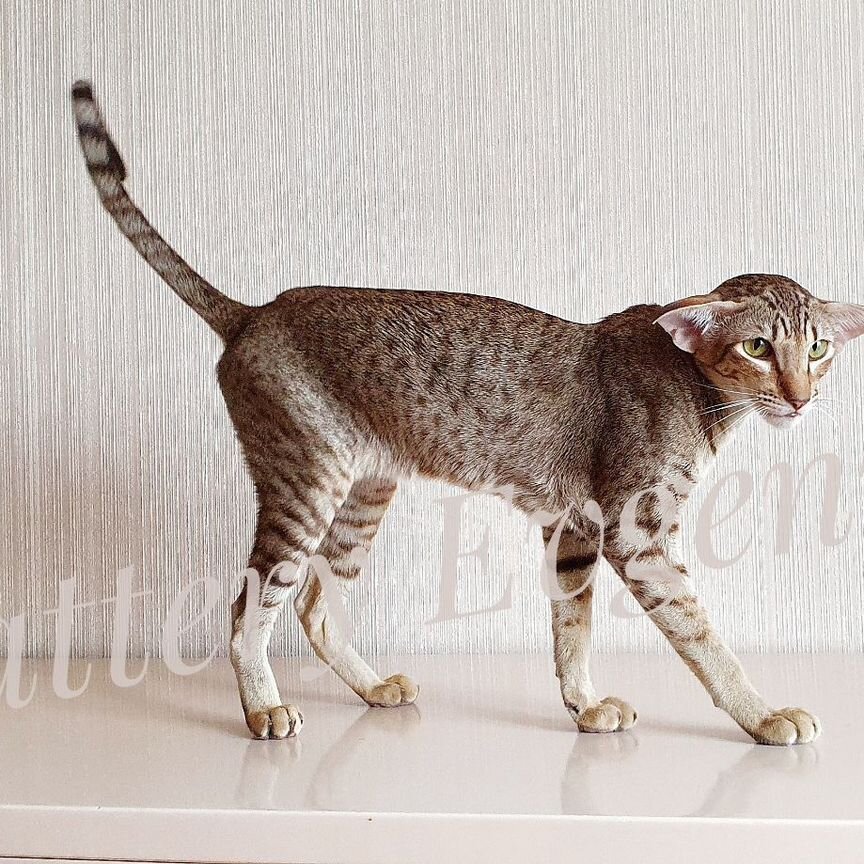 Ориентальная кошка