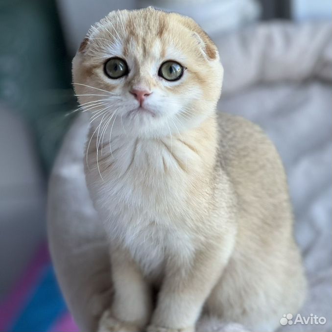Шотландский котик в окрасе nv11