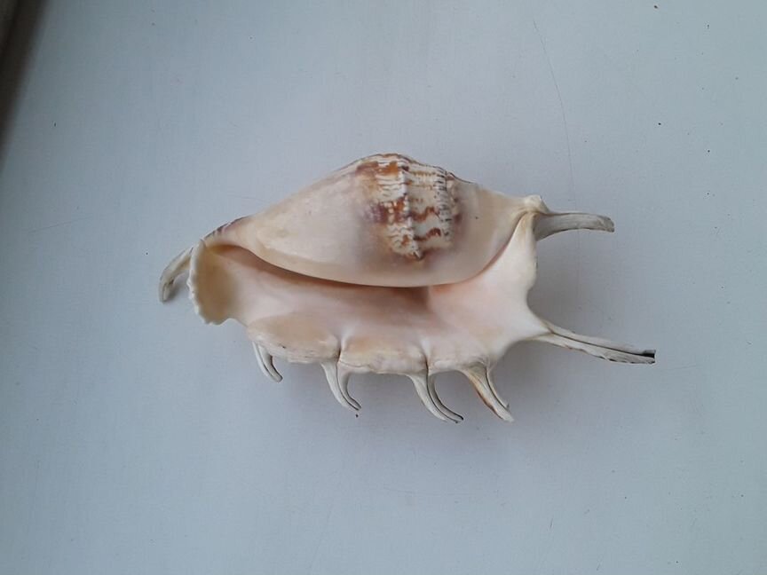 Ракушка морская