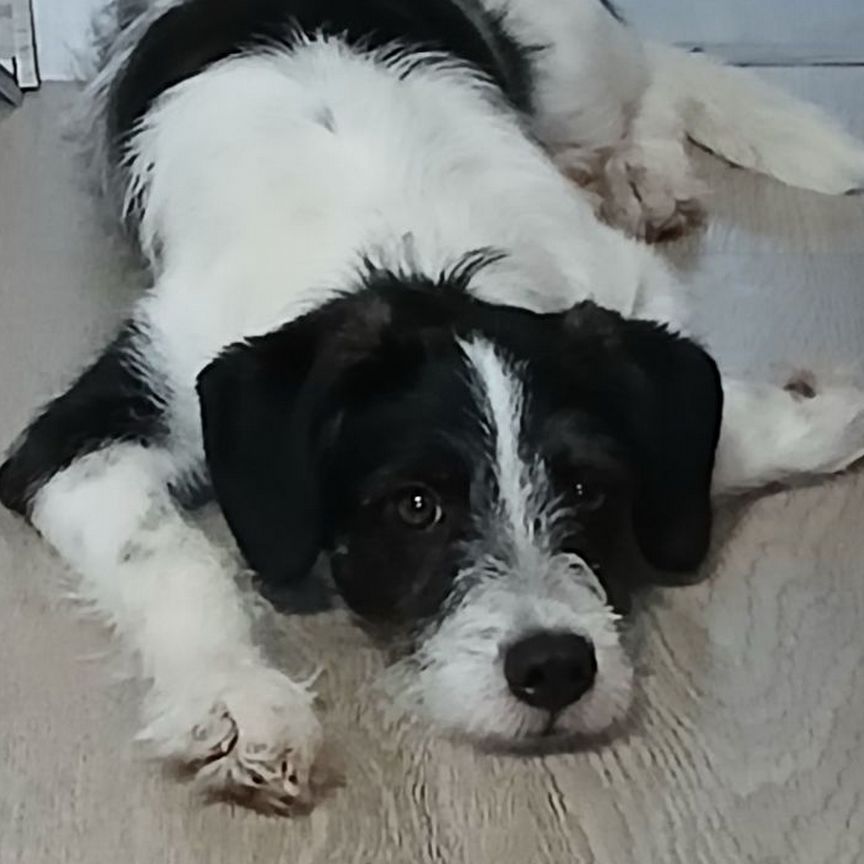 Джек-рассел-терьер, щенок