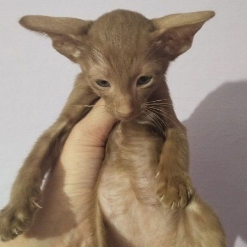 Ориентальный котёнок