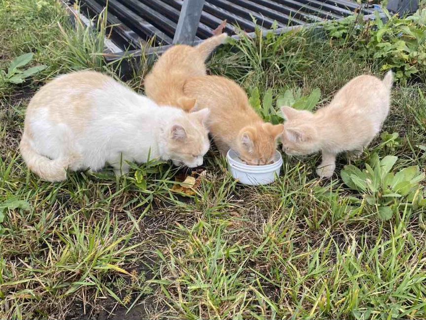 Котята в добрые руки