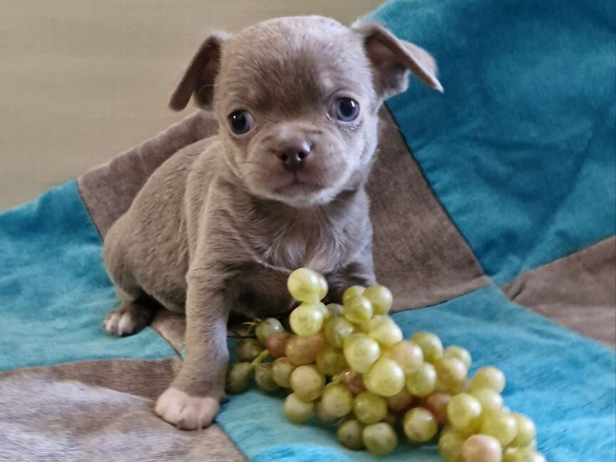 Щенки чихуахуа