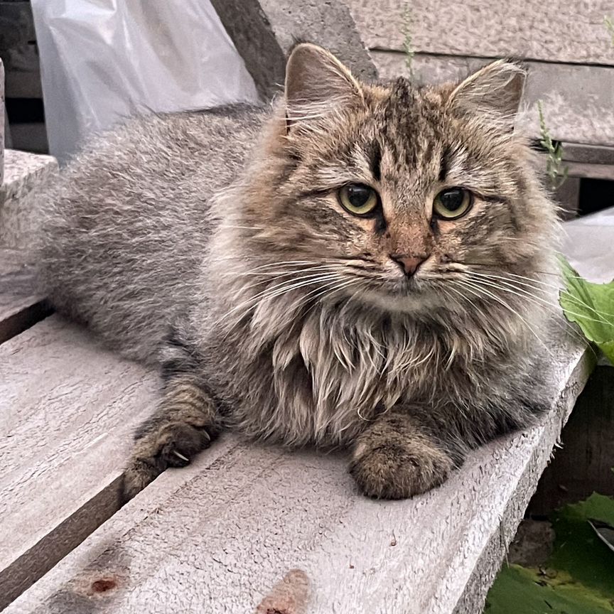 Молодая кошечка Лёва, 2 года