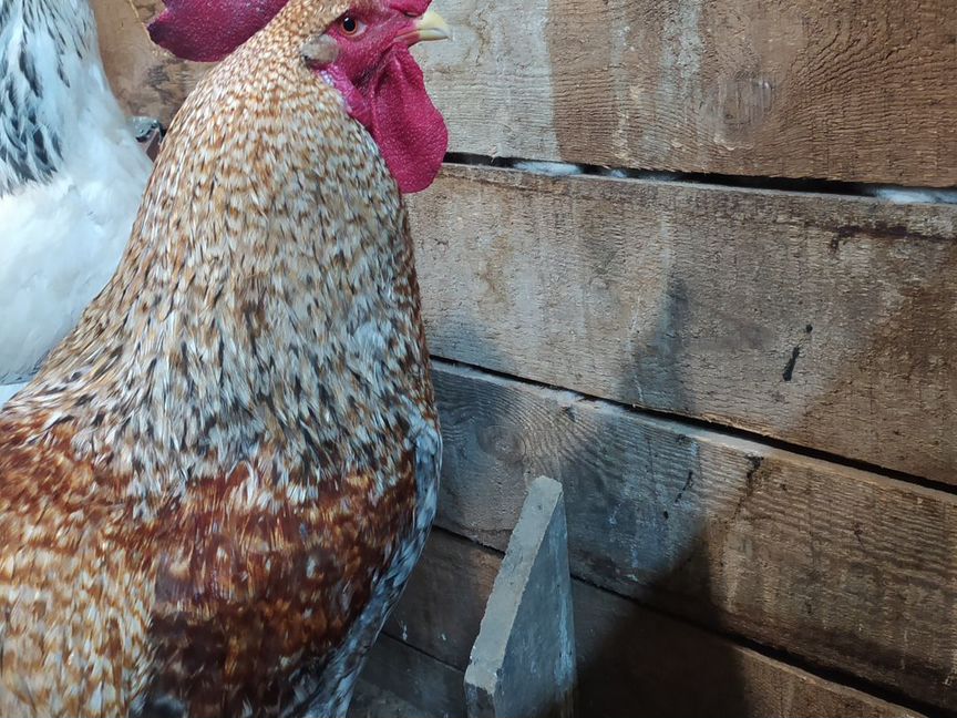 Петух билефельдер