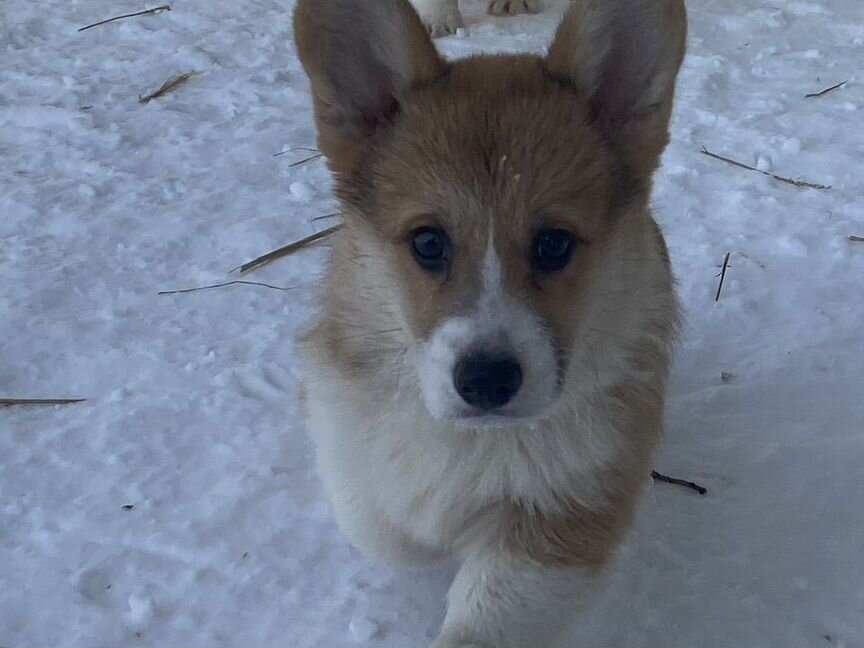 Вельш-корги пемброк