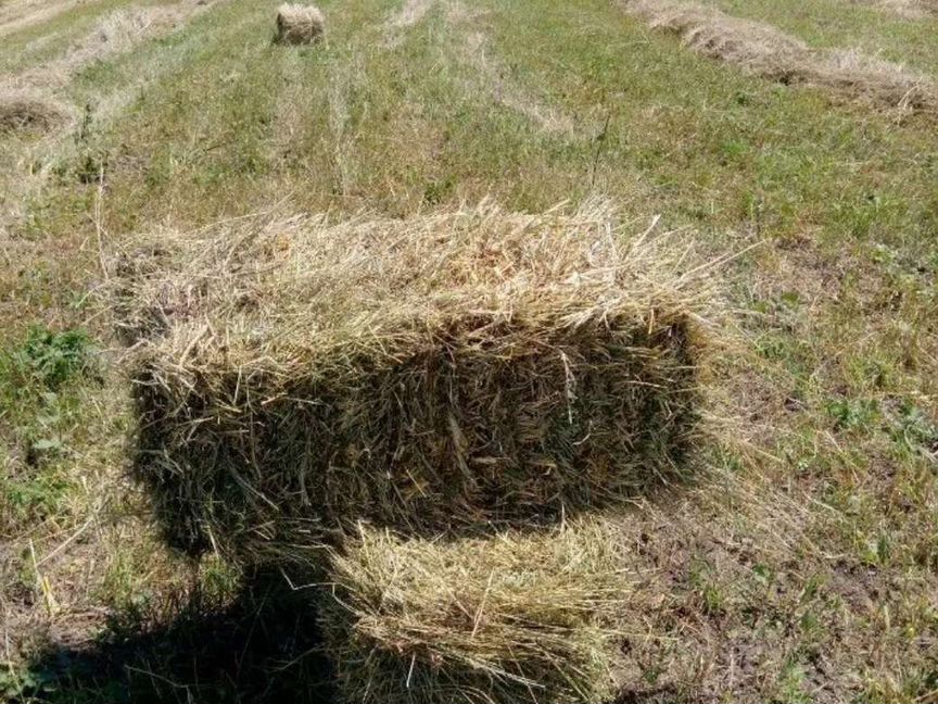 Солома ячменная в тюках