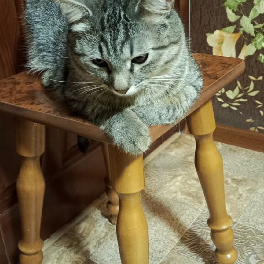 Кот