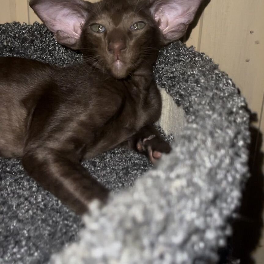 Ориентальный мальчик