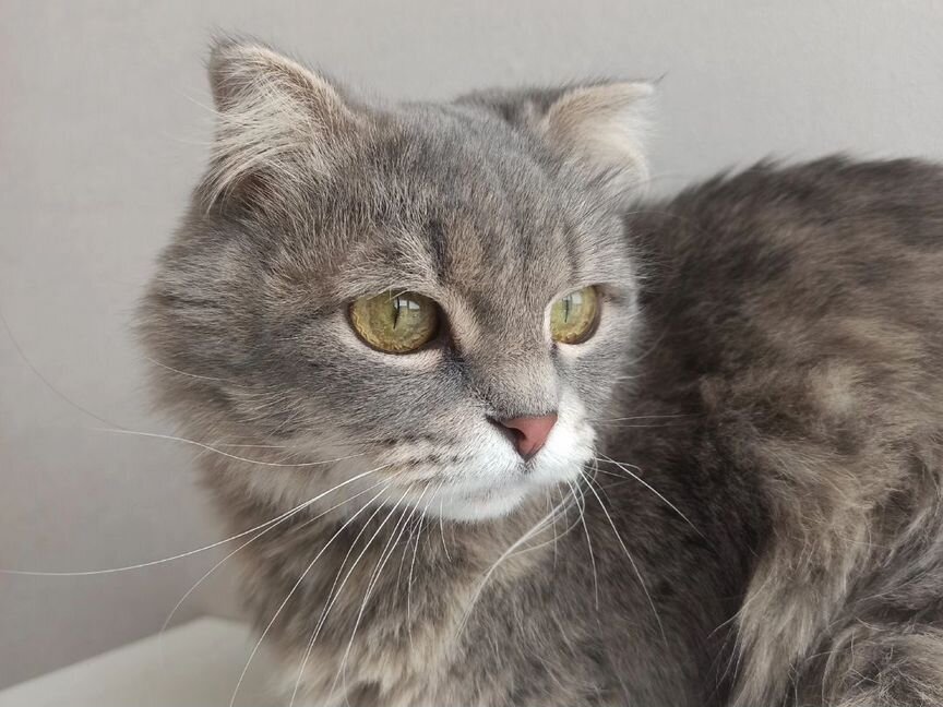 Шотландская вислоухая кошка в хорошие руки