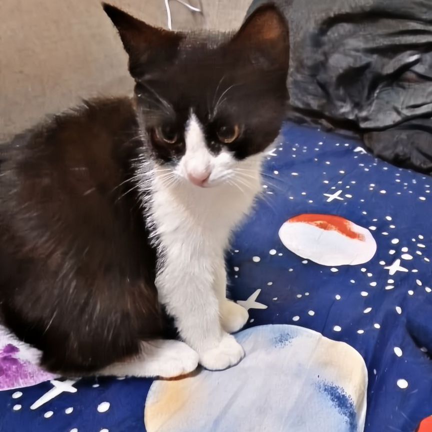 Котёнок в добрые руки