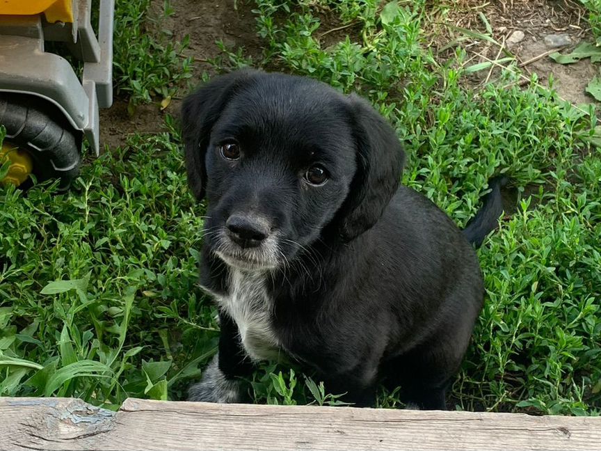 Щенок смесь спаниель