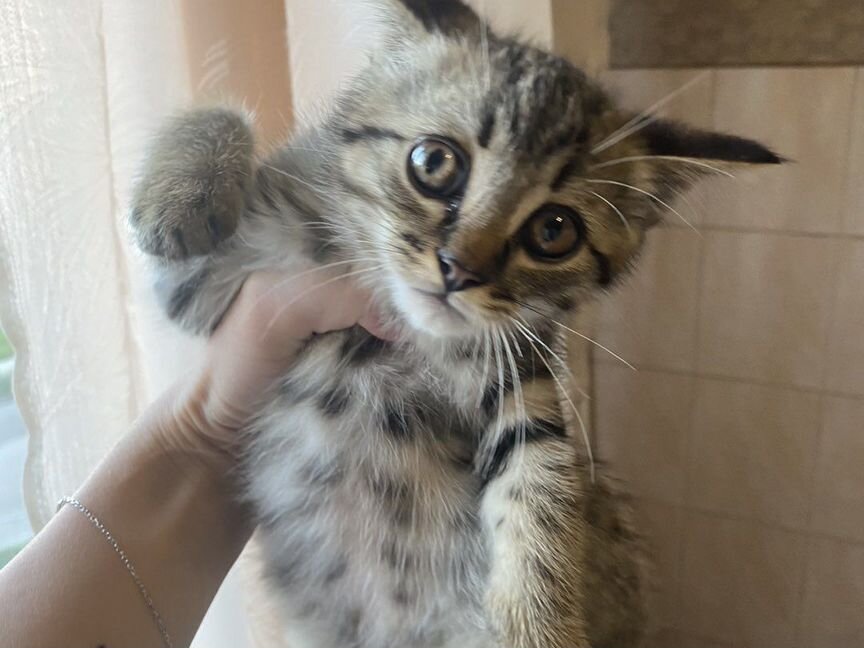 Котенок бандит