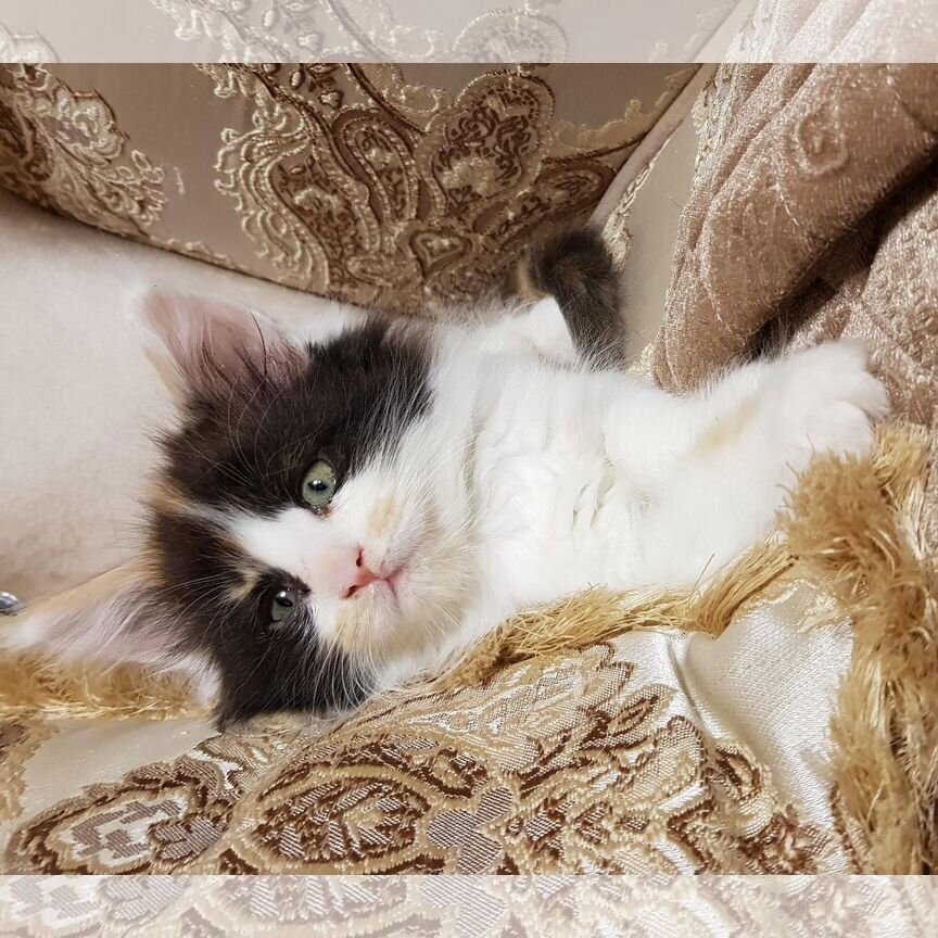 Мейн-кун котёнок