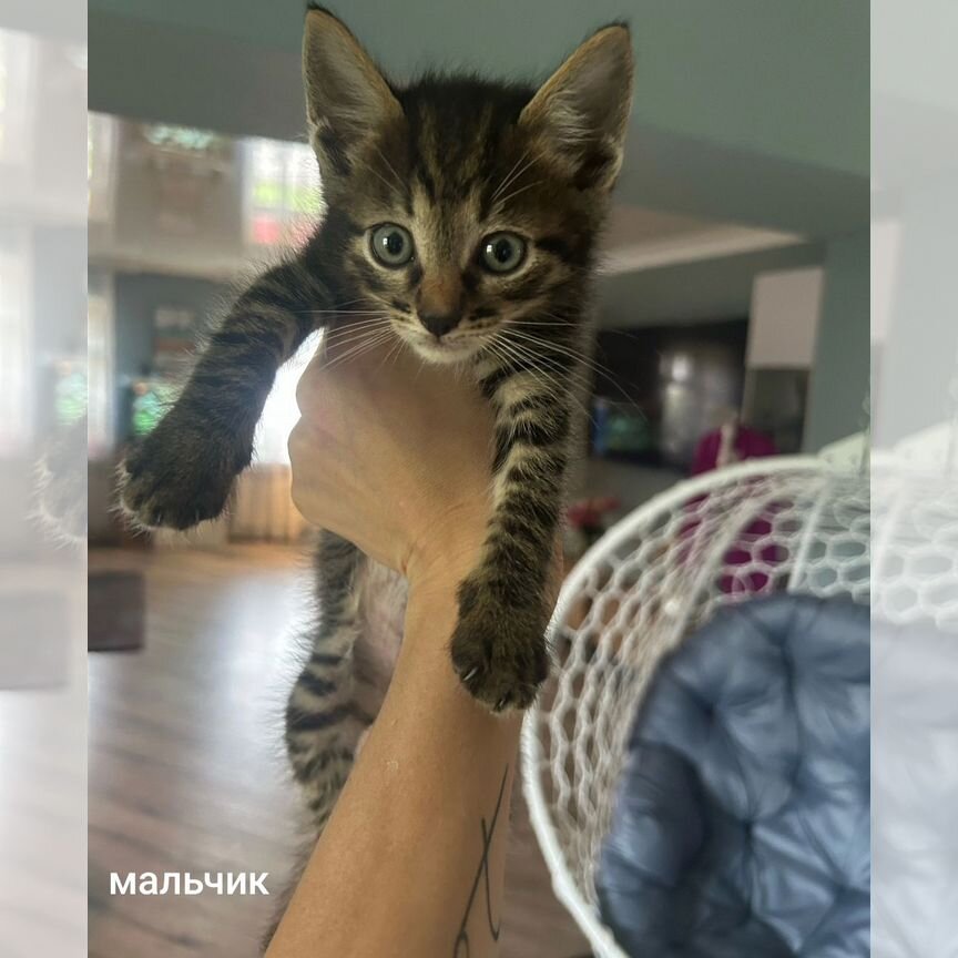 Котята в добрые руки