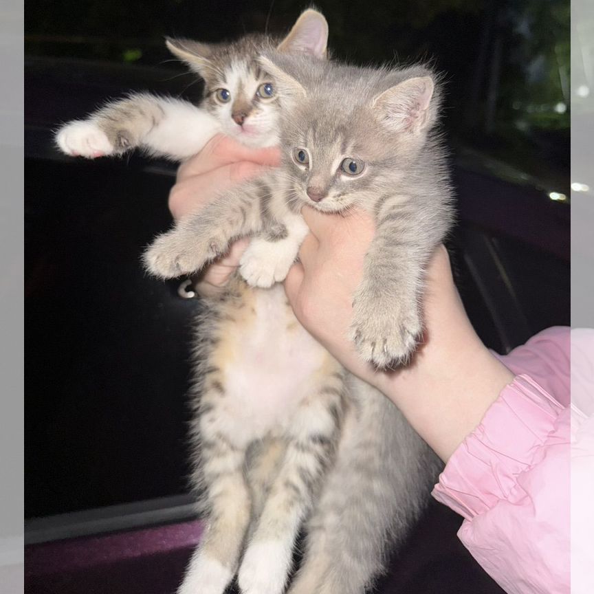 Котята отдам даром