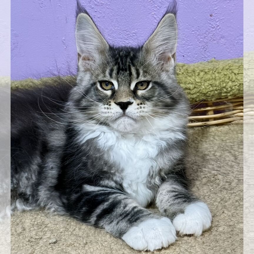 Мейн-кун котёнок