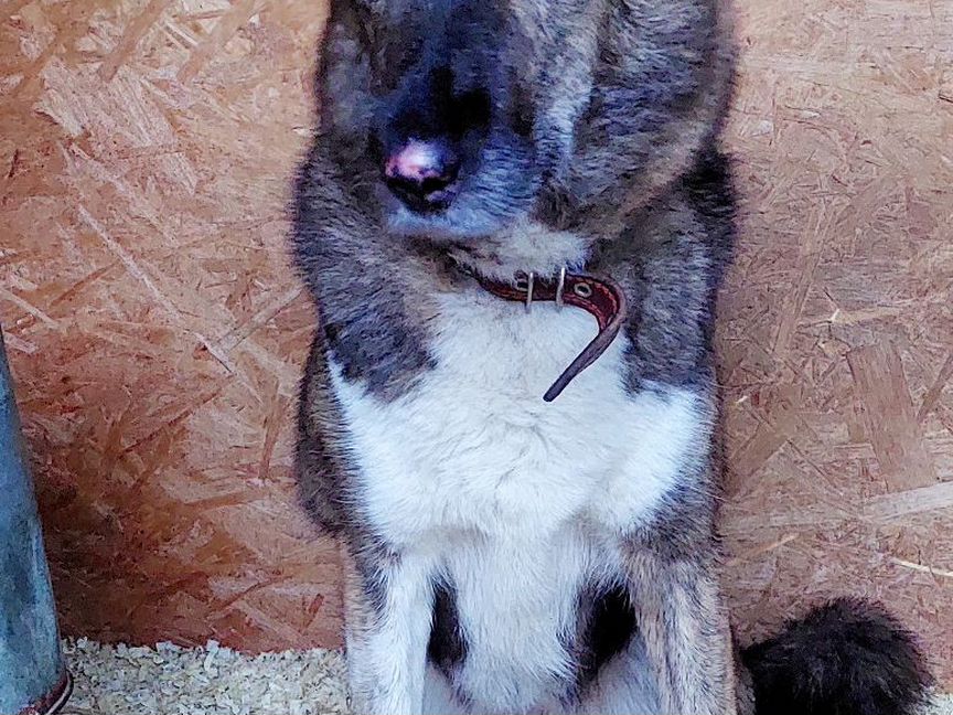 Собака из приюта в добрые руки бесплатно