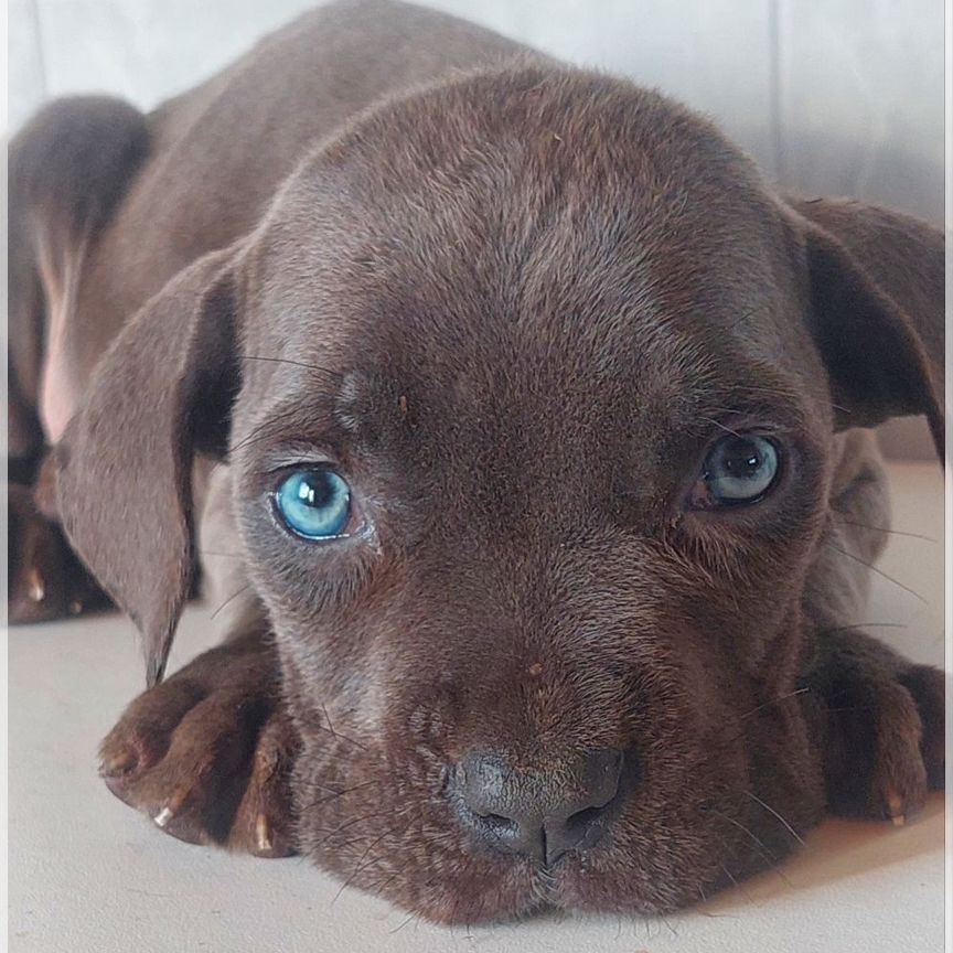 Кане-корсо, щенок