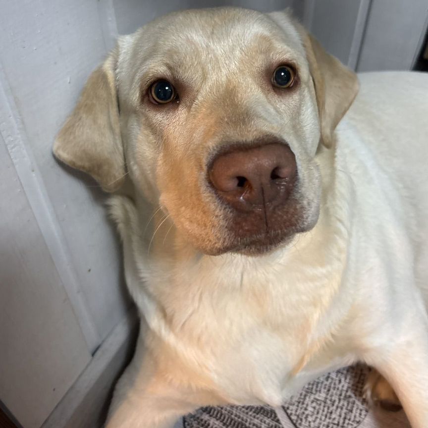 Лабрадор-ретривер, щенок