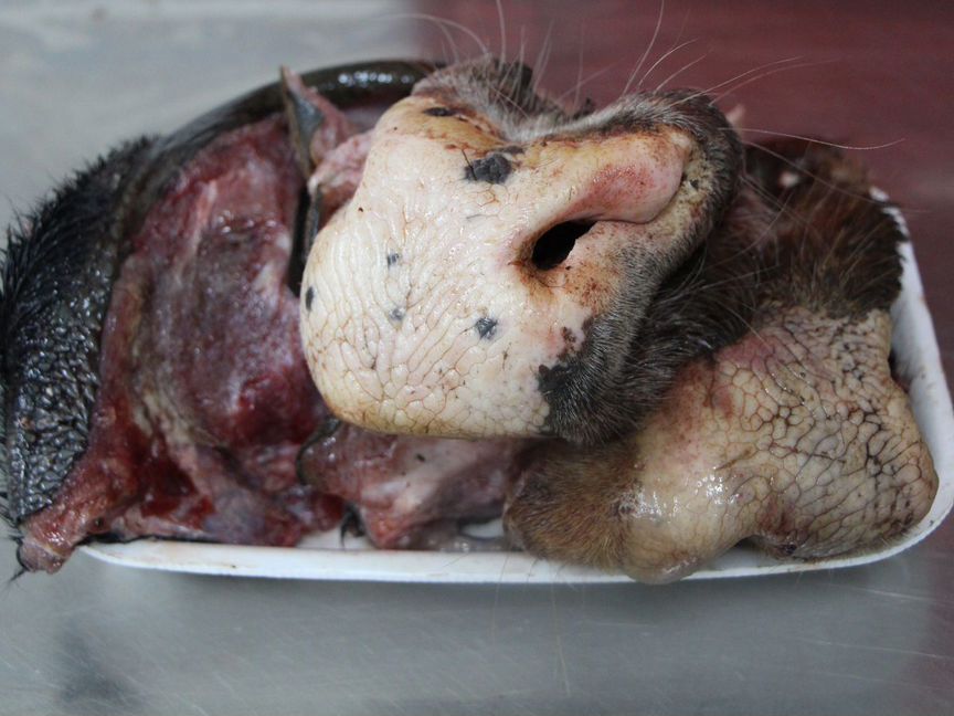 Мясные продукты для собак - Носы, губы говяжьи