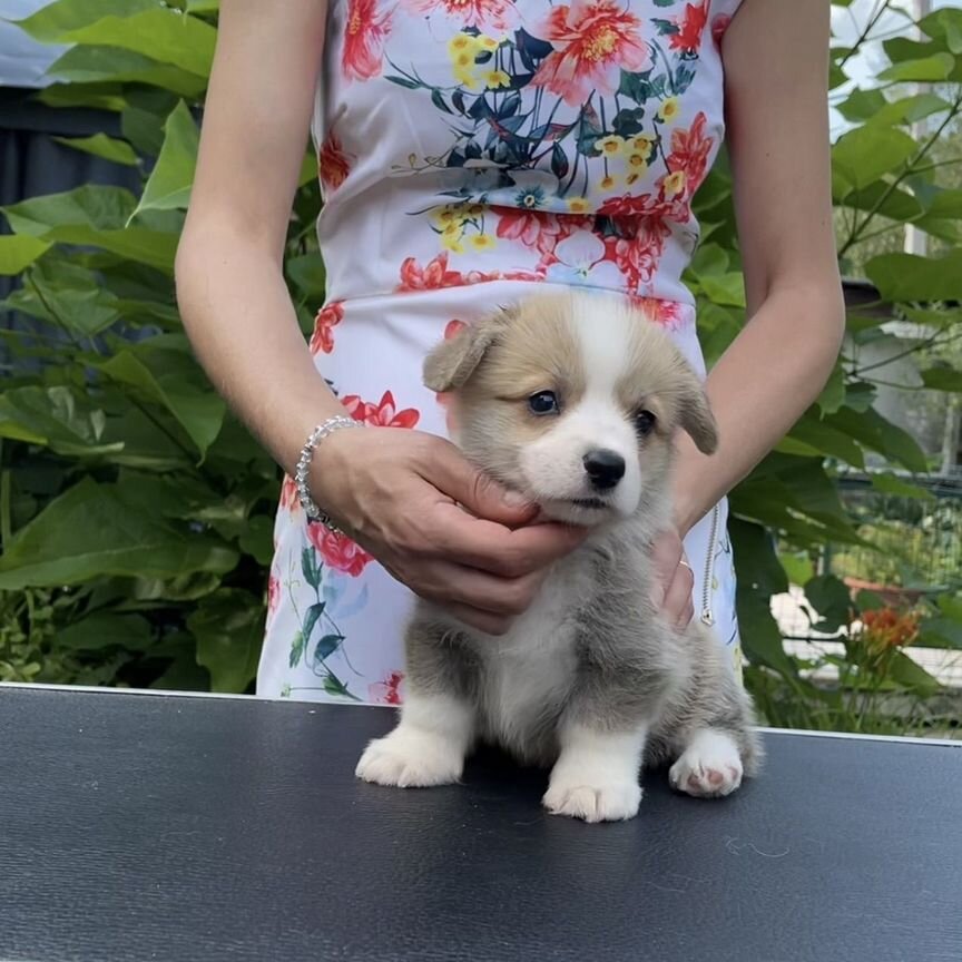 Вельш корги щенки